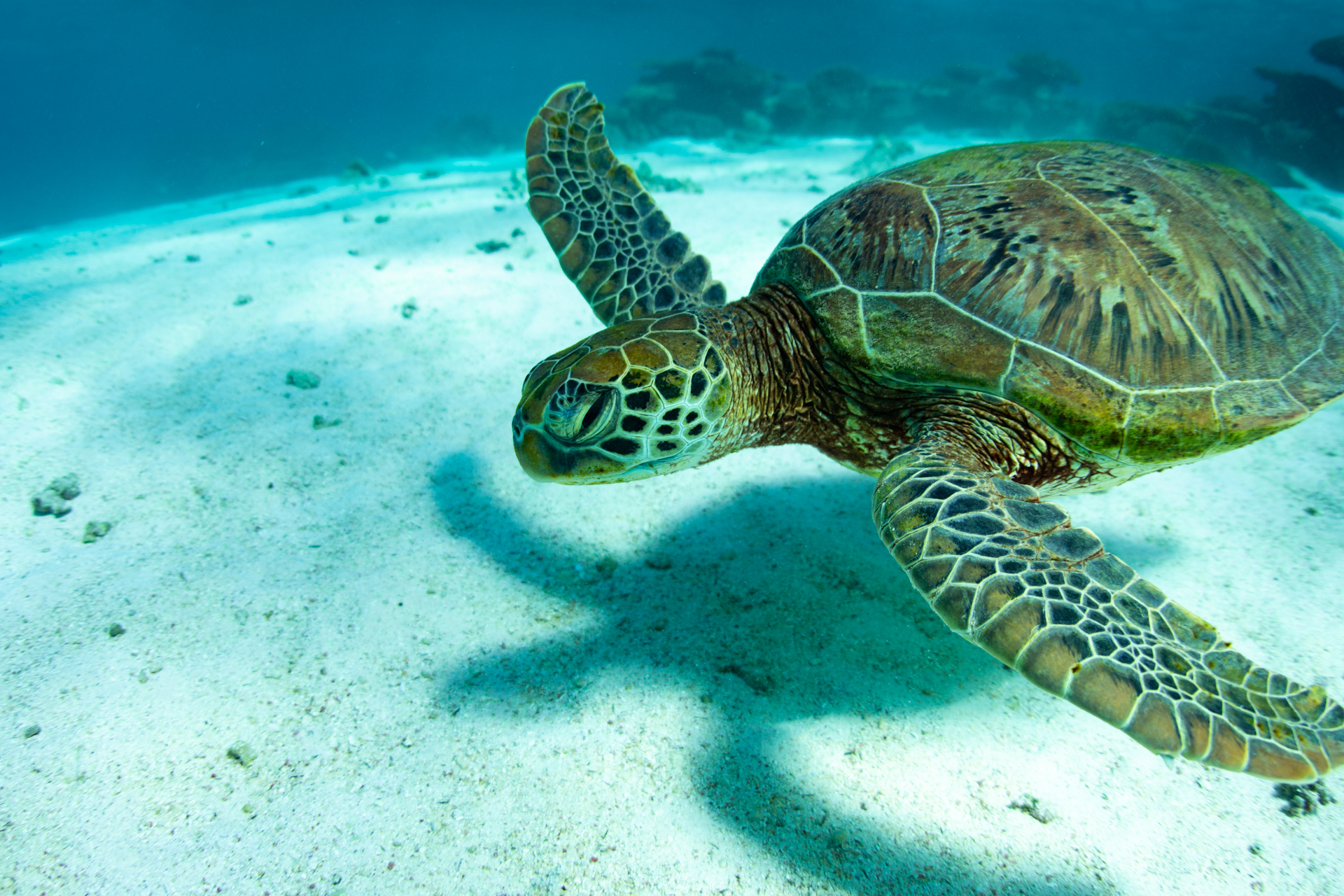 Turtle Encounters - Sal Salis Ningaloo Reef